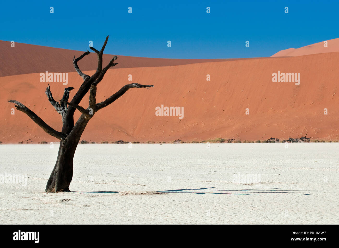 Single Camel Thorn Tree in Deadvlei, Sossusvlei, Namibia Stock Photo ...