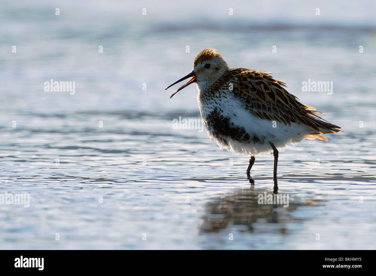 Bonte Strandloper Stock Photos & Bonte Strandloper Stock Images - Alamy