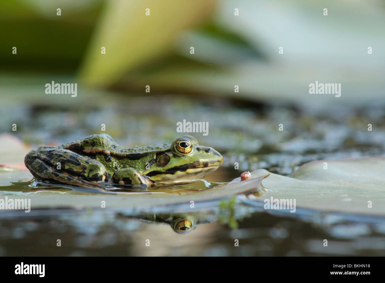 Sfeerfoto hi-res stock photography and images - Alamy