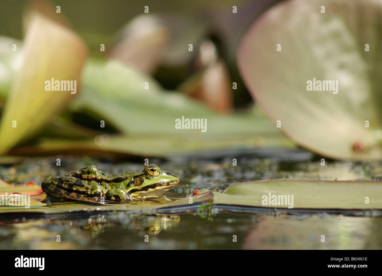 Sfeerfoto hi-res stock photography and images - Alamy