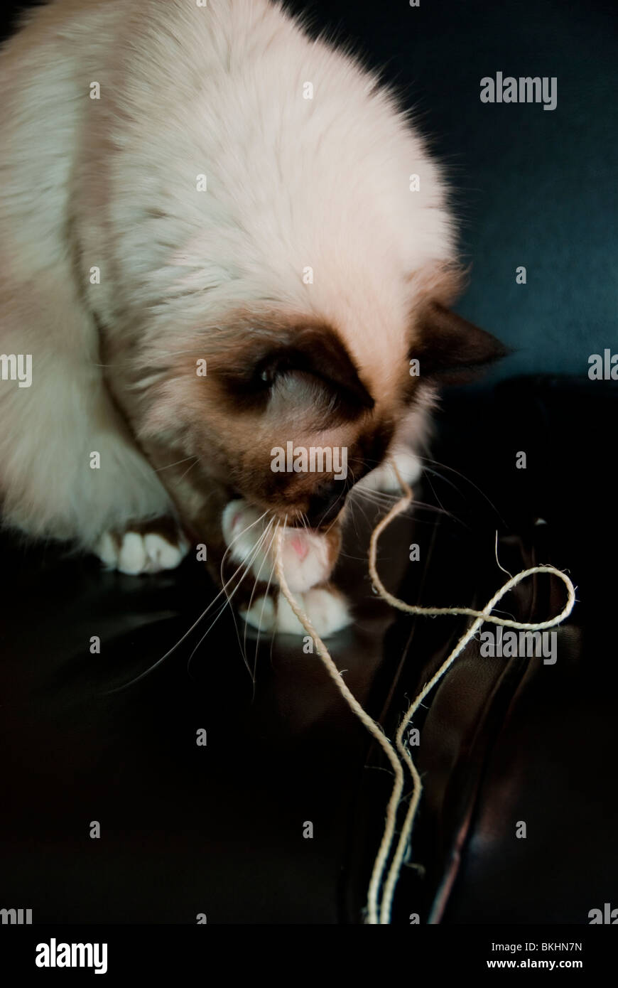 Domestic cats cute playing hi-res stock photography and images - Alamy