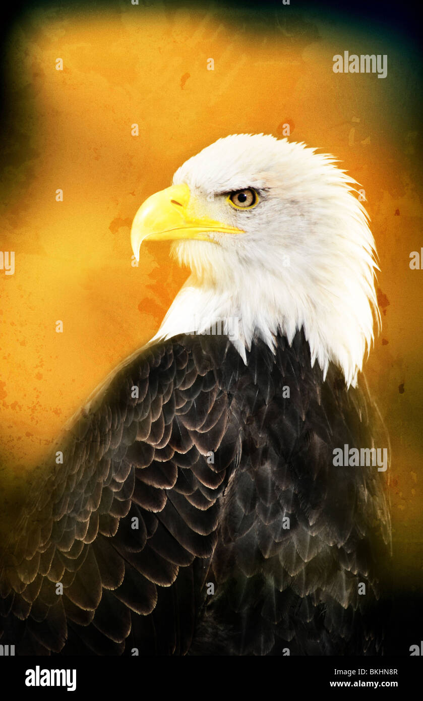 Eagle background hi-res stock photography and images - Alamy