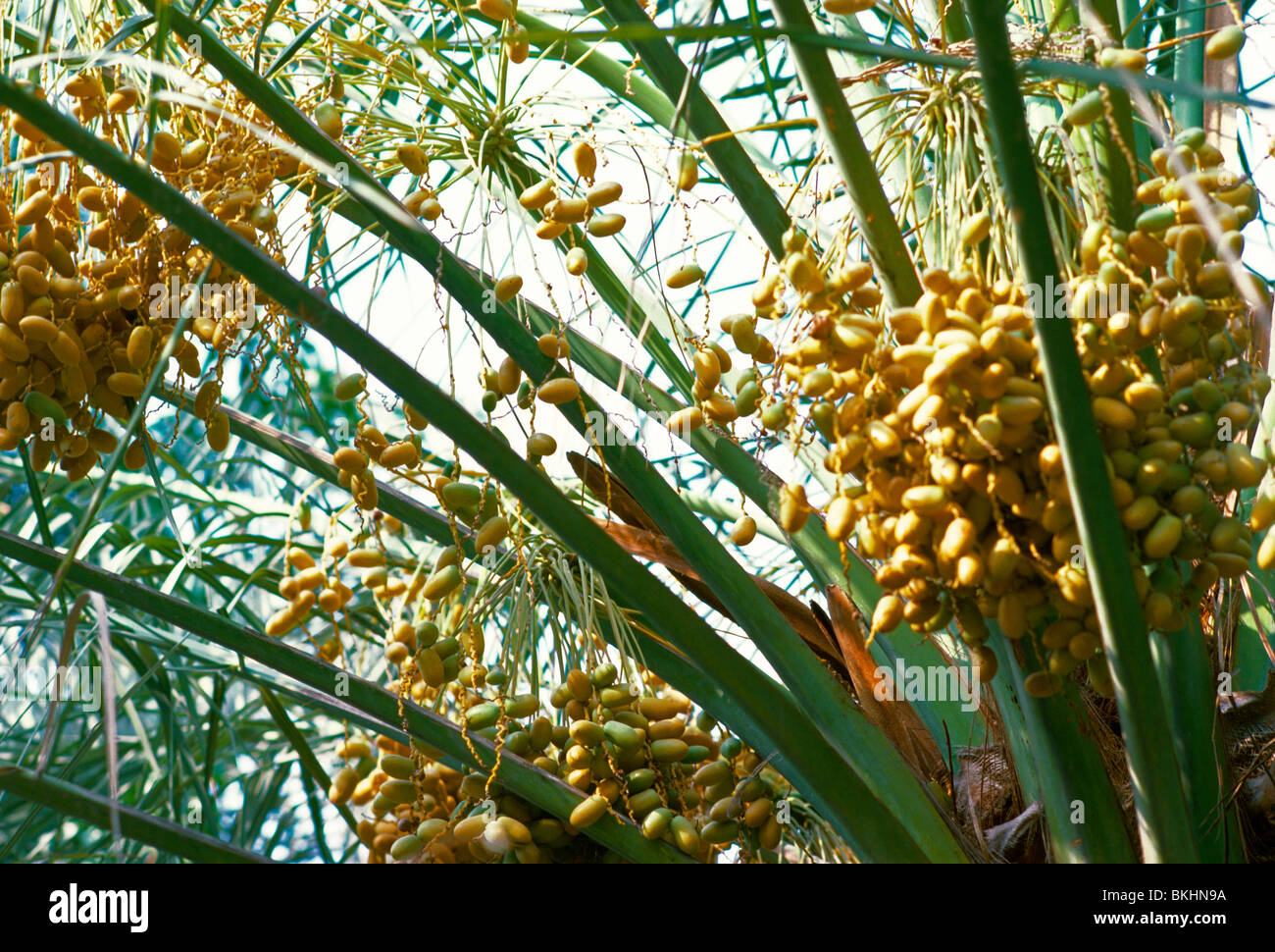 Bahrain Agriculture Date Harvest Stock Photo - Alamy