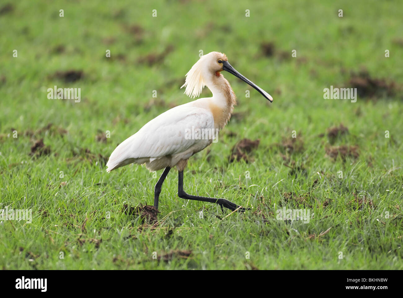 Lepelaar;Eurasian Spoonbill;Platalea leucorodia;stappend in weiland ...