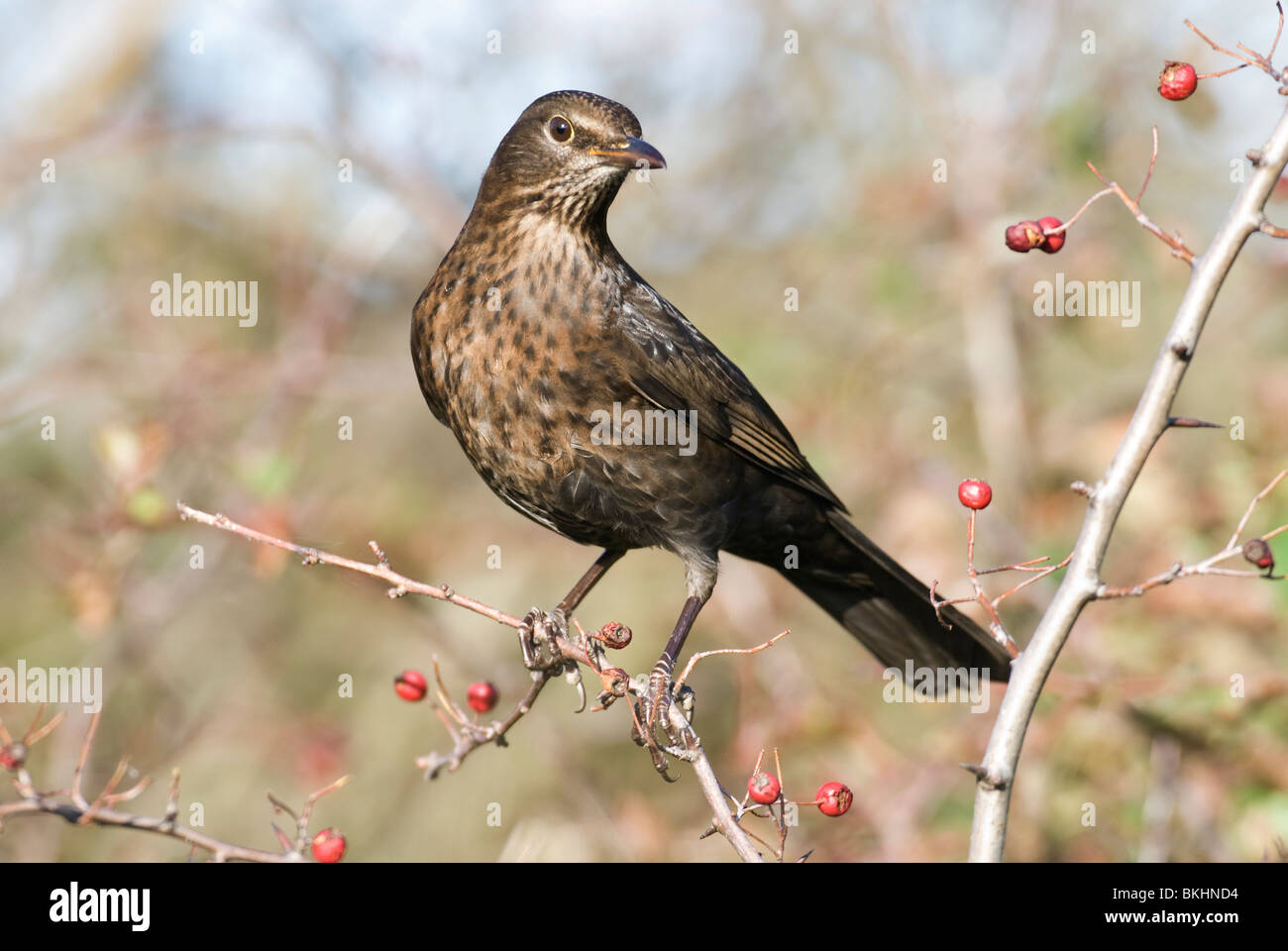 Blackbird female autumn hi-res stock photography and images - Alamy