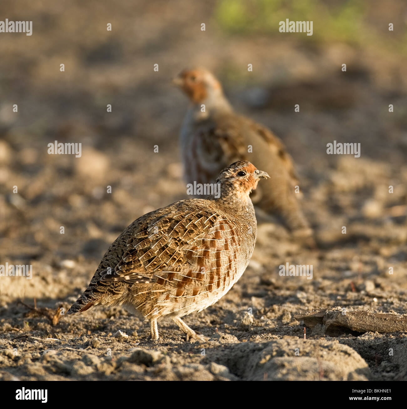 Patrijs;Grey Partridge;Perdix perdix Stock Photo - Alamy