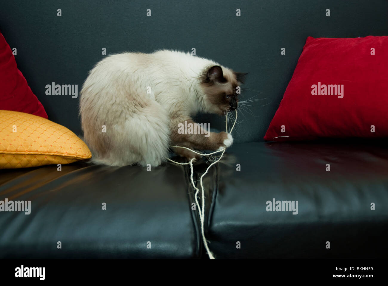 Alone animals hi-res stock photography and images - Alamy