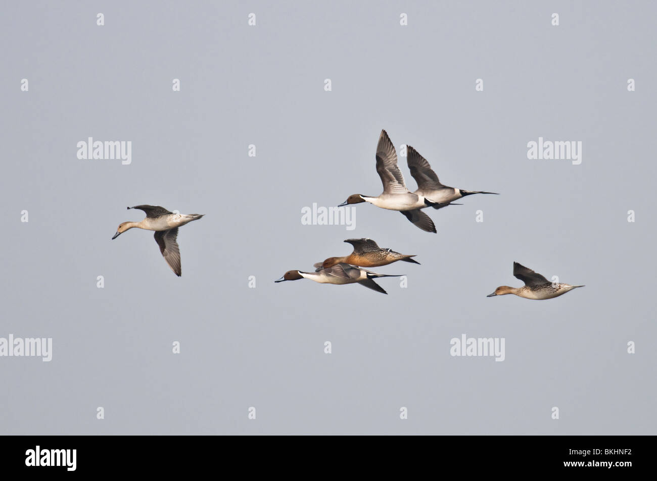 Pijlstaart; Pintail; Anas acuta;vliegende groep;flying group Stock ...