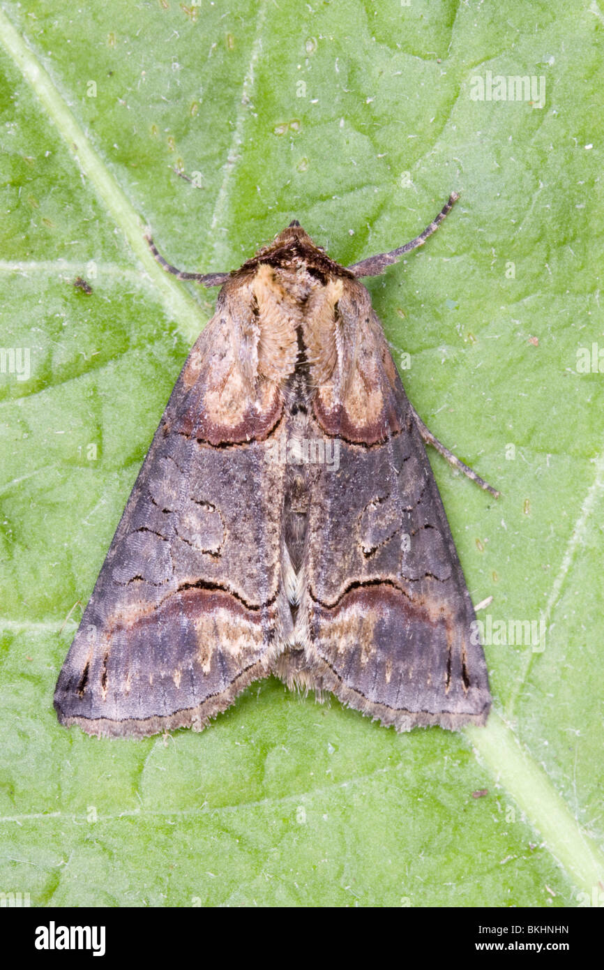 Dark spectacle moths hi-res stock photography and images - Alamy