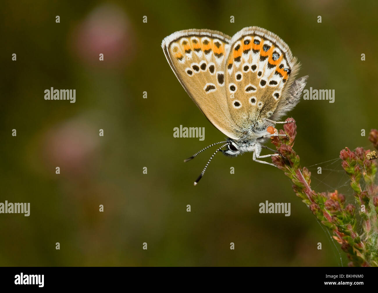 Idas blue butterfly hi-res stock photography and images - Alamy