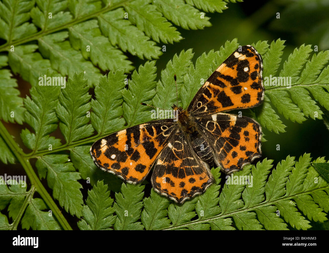 Landkaartje, Araschnia levana, Map butterfly Stock Photo - Alamy