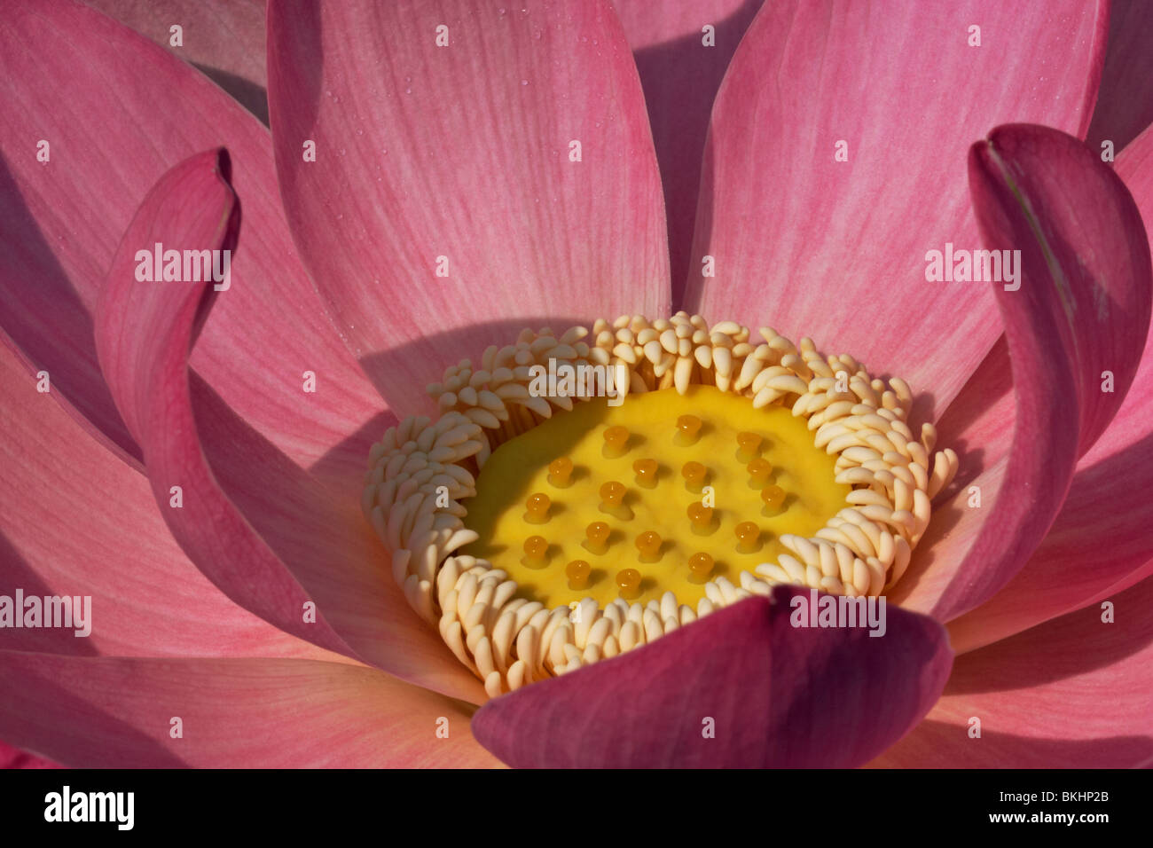 A deep pink lotus blossom Stock Photo - Alamy