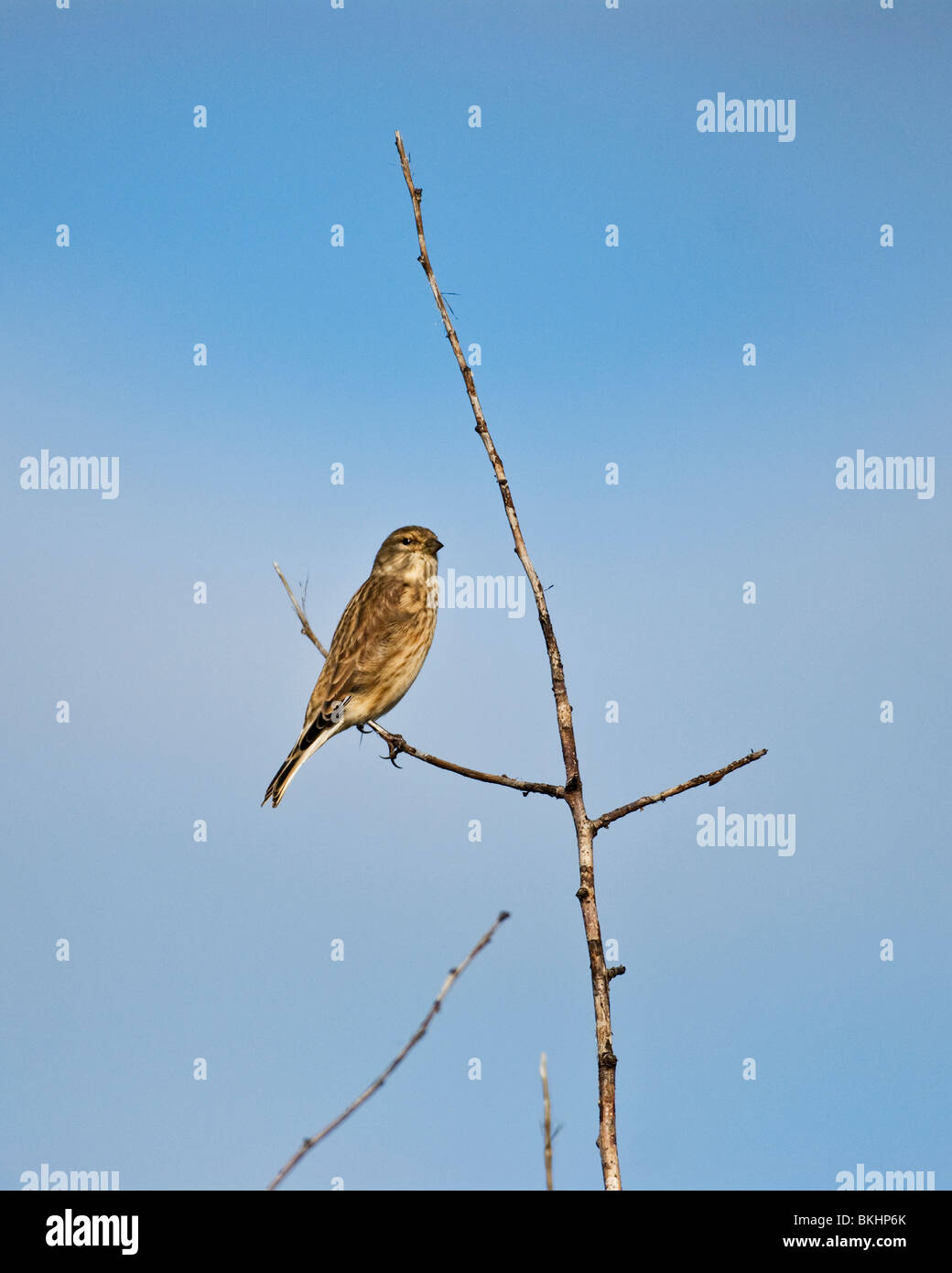 Linnet winter hi-res stock photography and images - Alamy