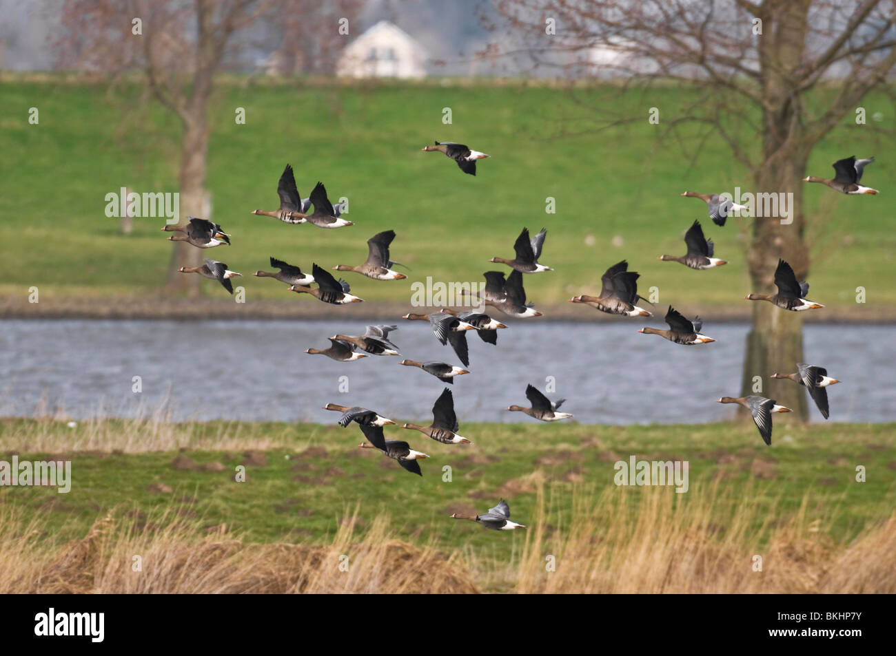 Groepje laag langs rivier hi-res stock photography and images - Alamy