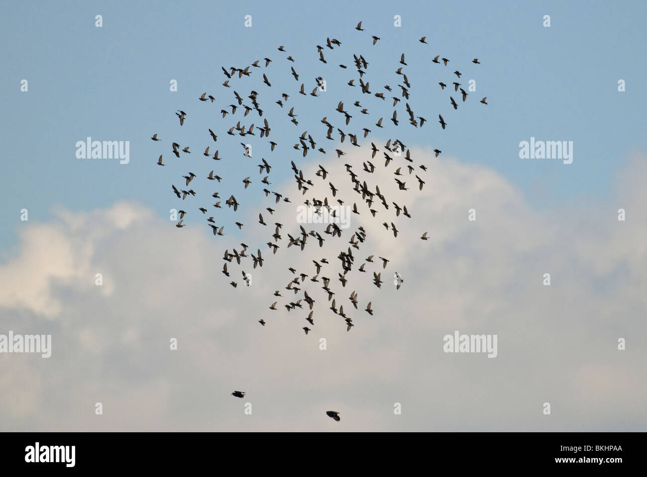 Spreeuw;Starling;Sturnus; vulgaris;groep in vlucht;group in flight ...