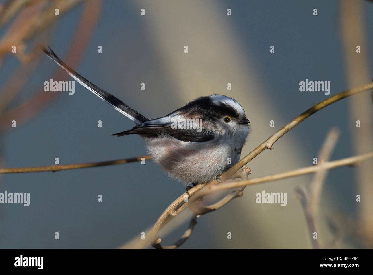 Staartmees;Long-tailed Tit;Aegithalos caudatus;op tak;on branch;staart ...