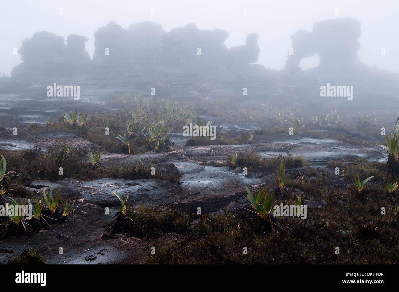 Vegetation and peculiar rock formations in the summit of Mount Roraima ...