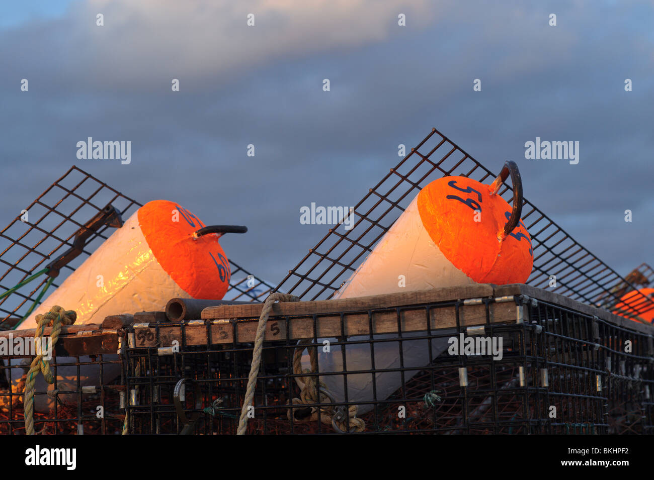 Lobster traps and buoys at sunset on Escuminac Wharf on Miramichi Bay ...