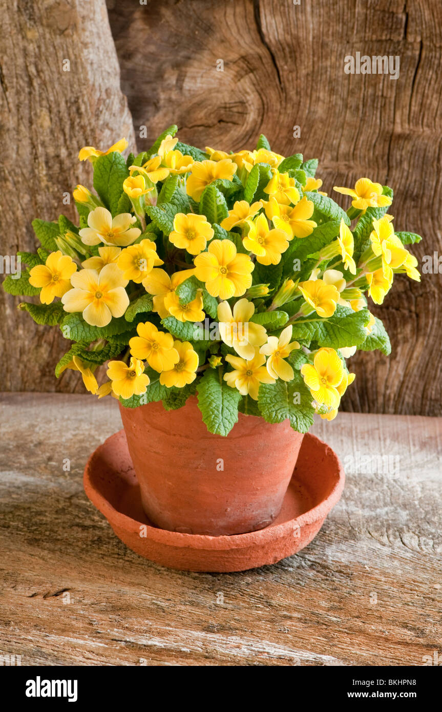 Polyanthus display hi-res stock photography and images - Alamy