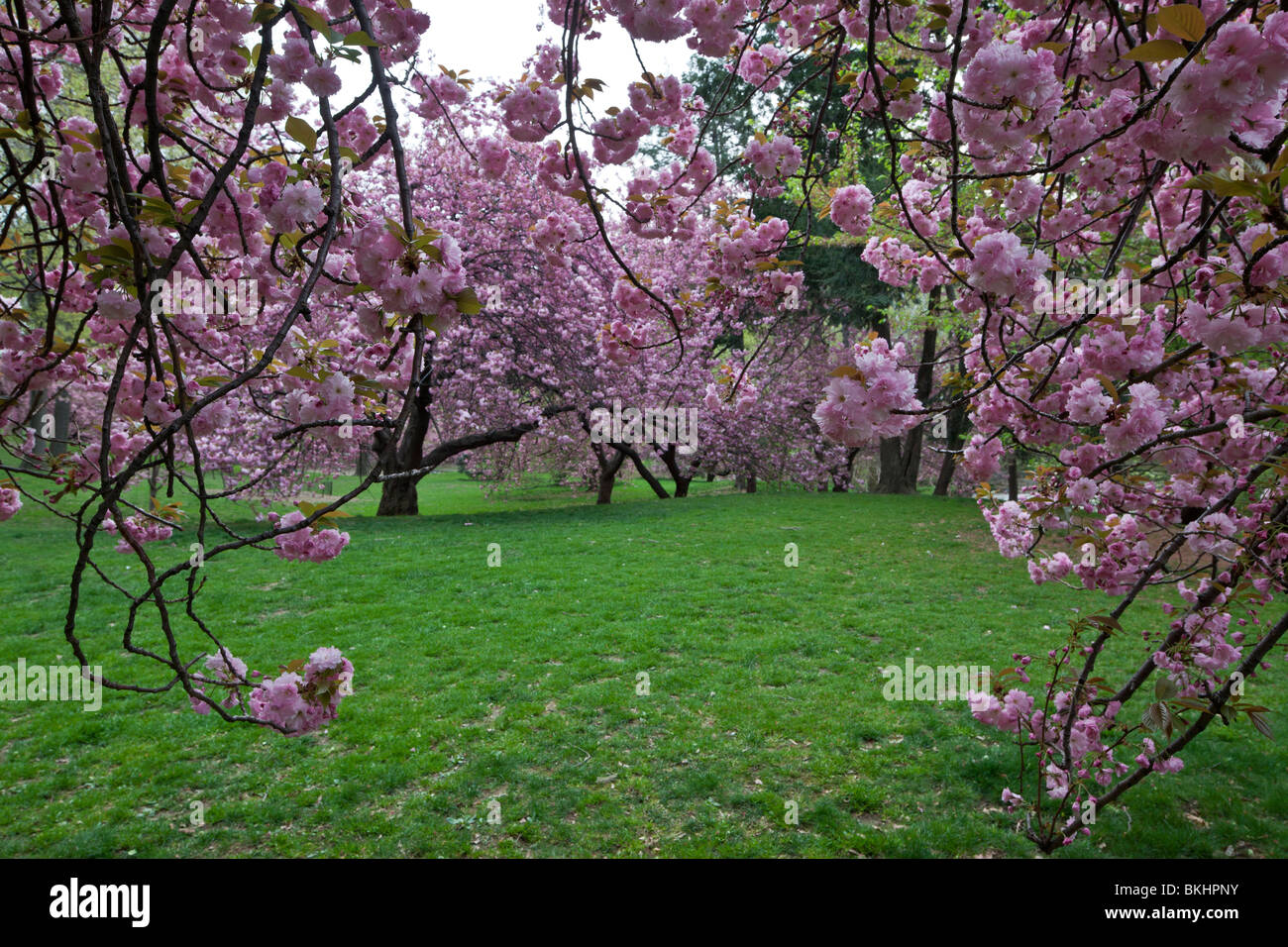 spring in Central Park with Japanese Cherry trees Stock Photo - Alamy