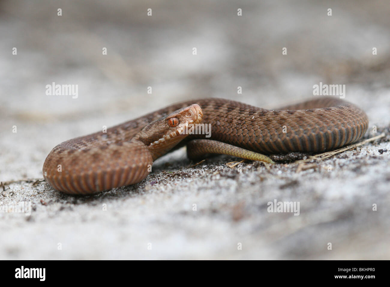 juveniele adder; juvenile adder Stock Photo - Alamy