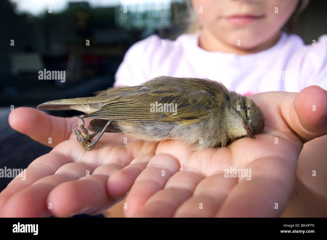 Tjiftjaf als raamslachtoffer; Chiffchaff hit a window Stock Photo - Alamy