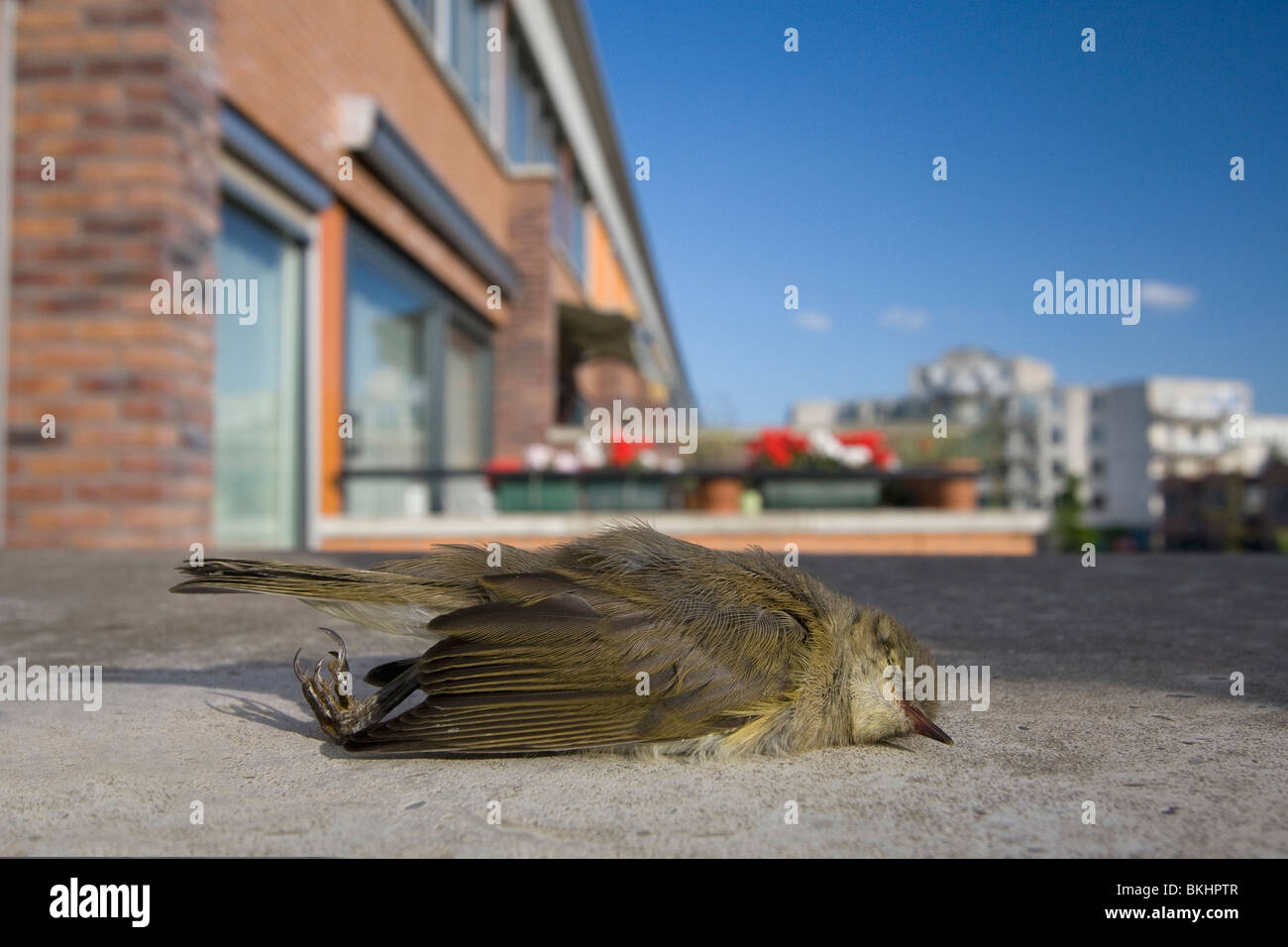 Gebroken nek hi-res stock photography and images - Alamy