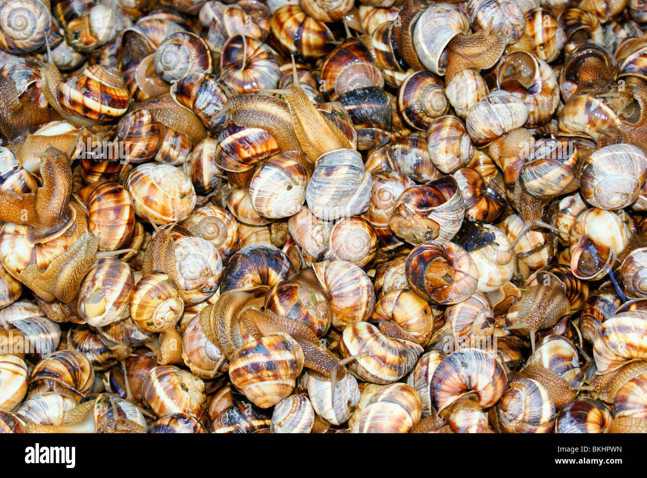 Snails as background Stock Photo - Alamy
