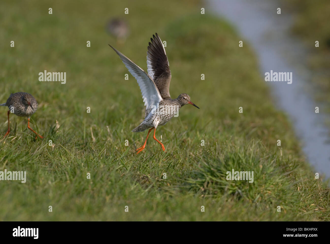 Baltsgedrag hi-res stock photography and images - Alamy