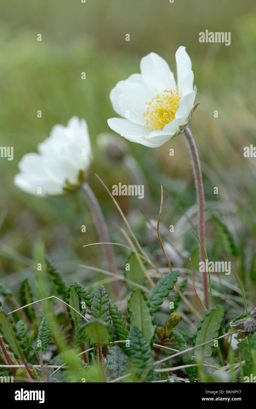 Arctic mountain avens hi-res stock photography and images - Alamy