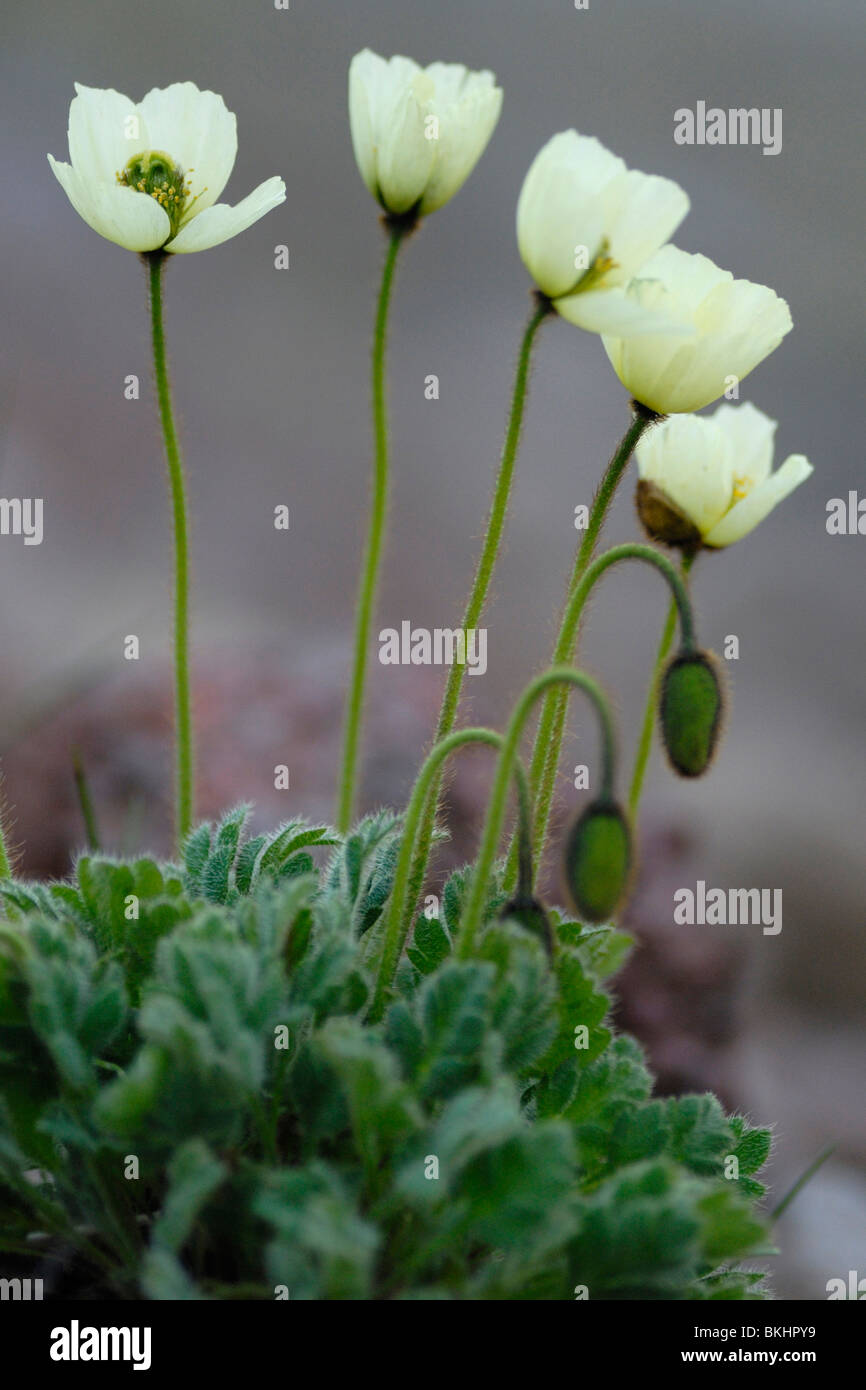 flowering Arctic Poppy Stock Photo - Alamy