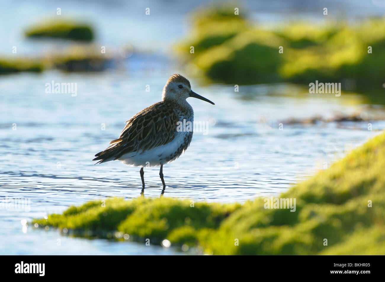 Bonte Strandloper Stock Photos & Bonte Strandloper Stock Images - Alamy