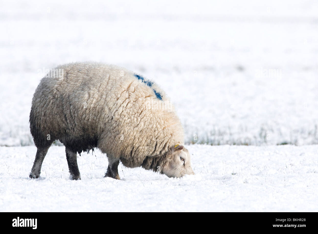 Sneeuwschapen, Snowy Sheep Stock Photo - Alamy