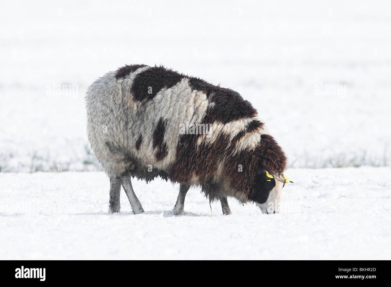 Sneeuwschapen, Snowy Sheep Stock Photo - Alamy
