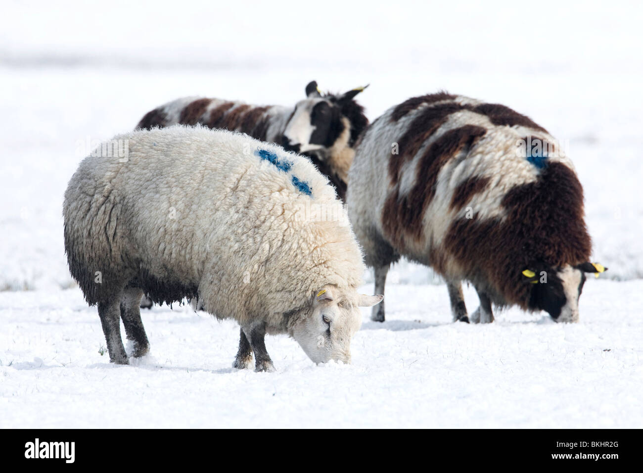 Sheep in the snow Stock Photo - Alamy