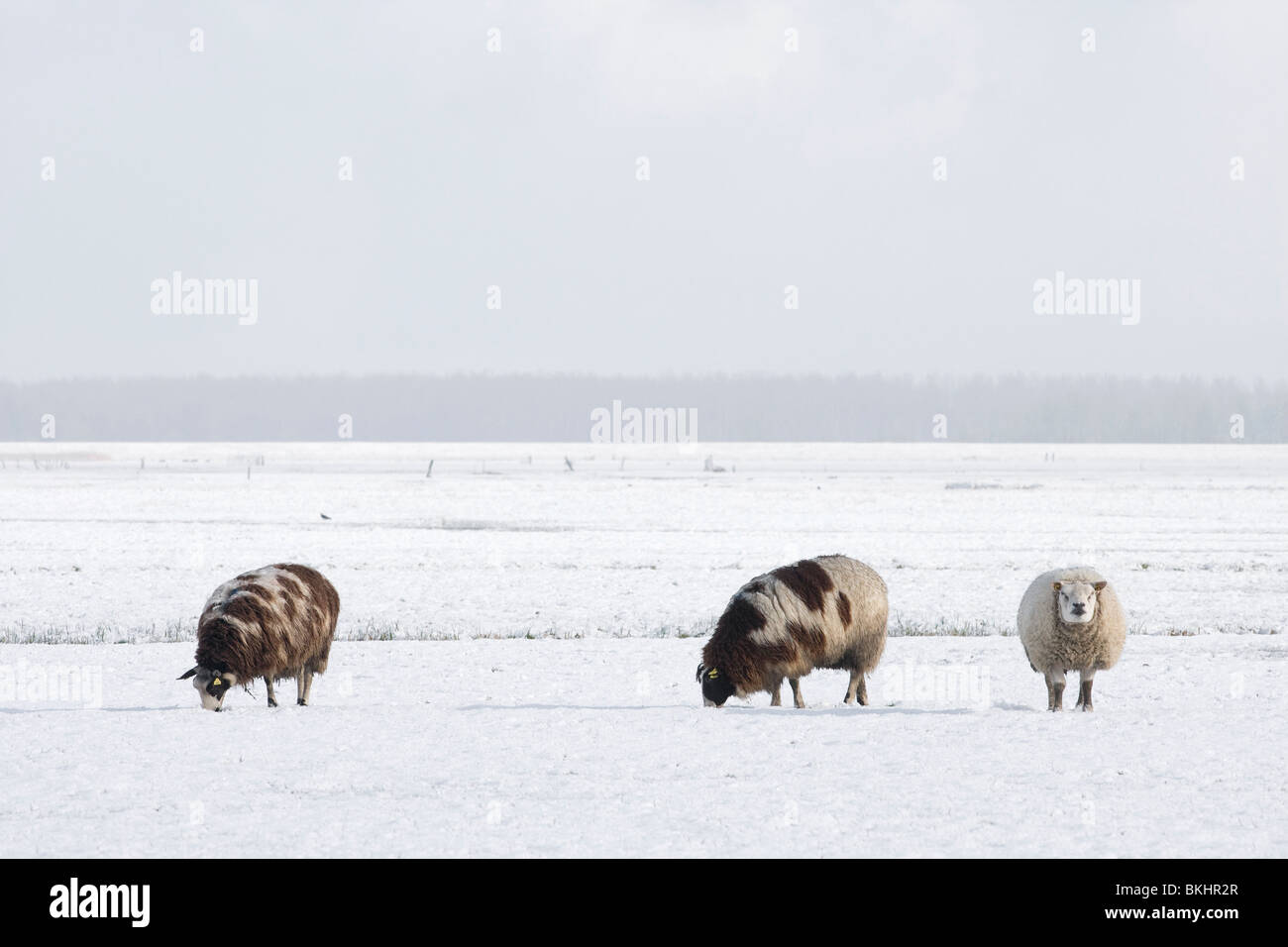Sneeuwschapen, Snowy Sheep Stock Photo - Alamy
