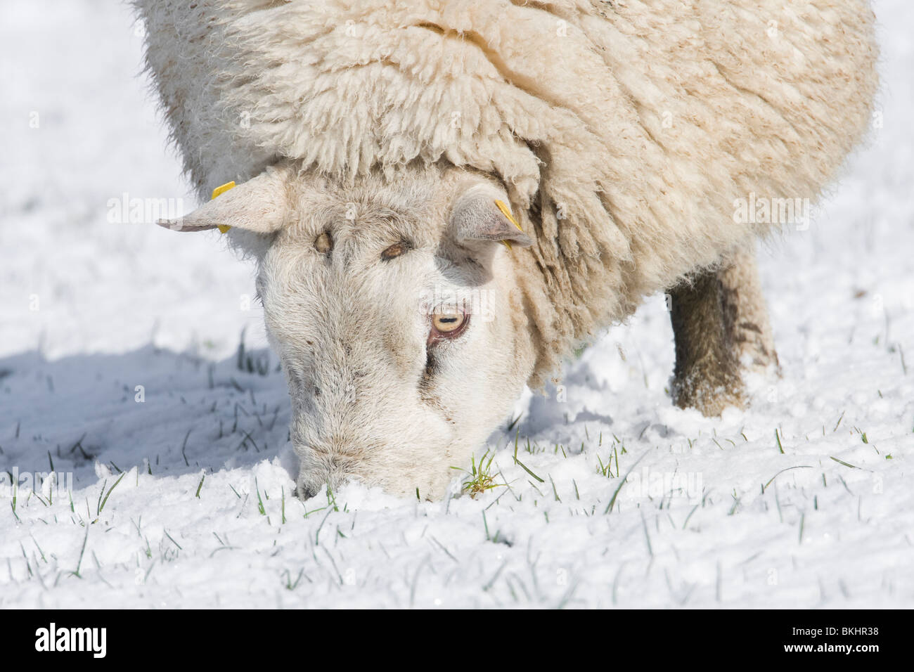 Sneeuwschapen, Snowy Sheep Stock Photo - Alamy