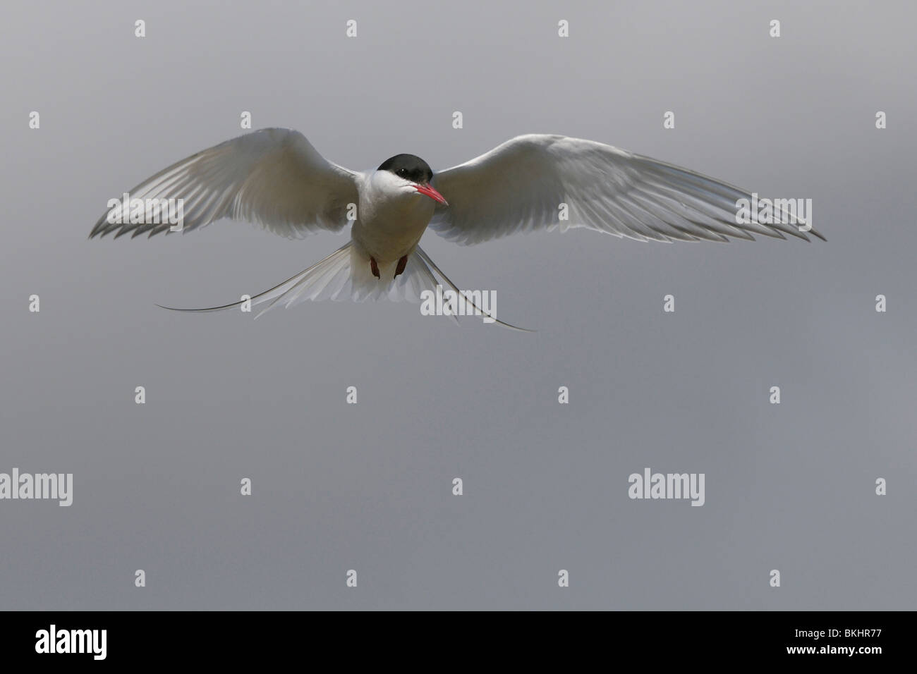 Arctic Tern in flight, front view Stock Photo - Alamy