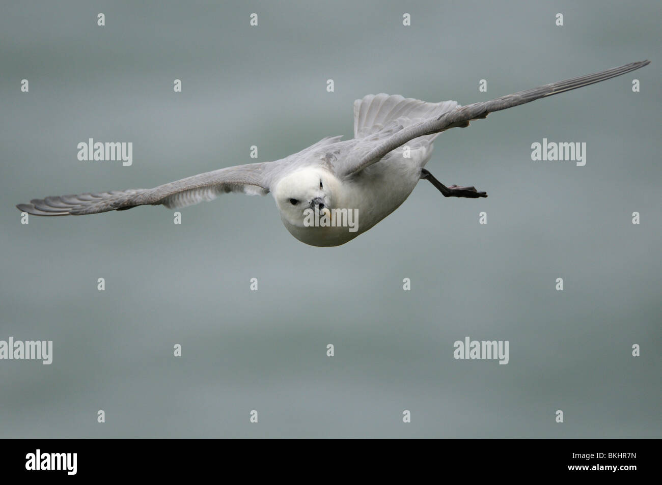 Vliegbeeld noordse stormvogel hi-res stock photography and images - Alamy