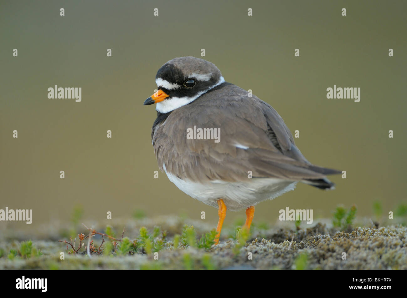 Adult Ringed Plover with low point of view and shallow DOF Stock Photo ...