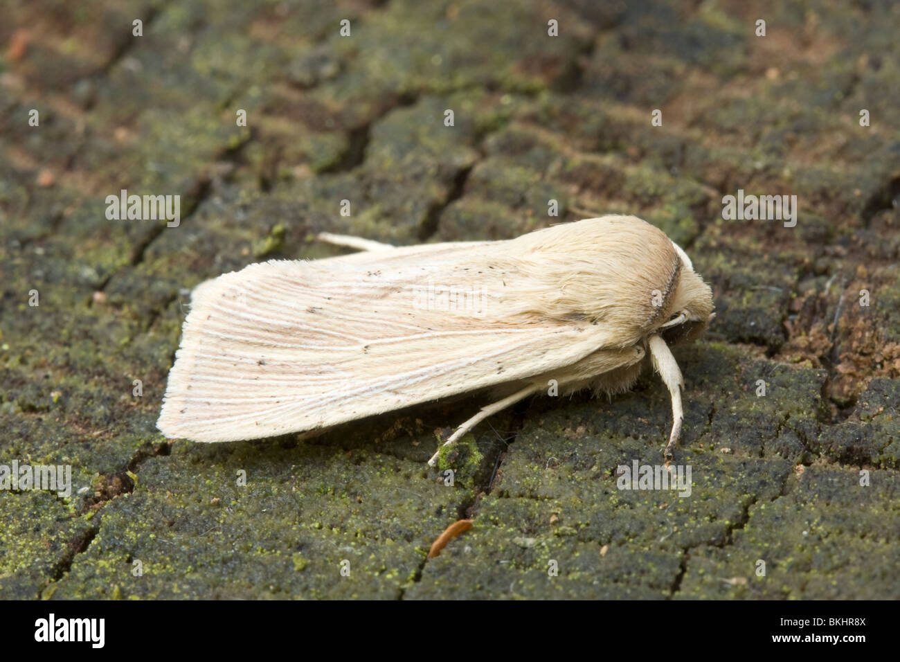 Spitsvleugelgrasuil rustend op een donker blok hout. Southern Wainscot ...