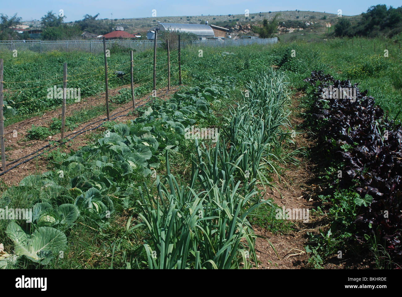 Israel, Ecological farm, Organic farming Stock Photo - Alamy