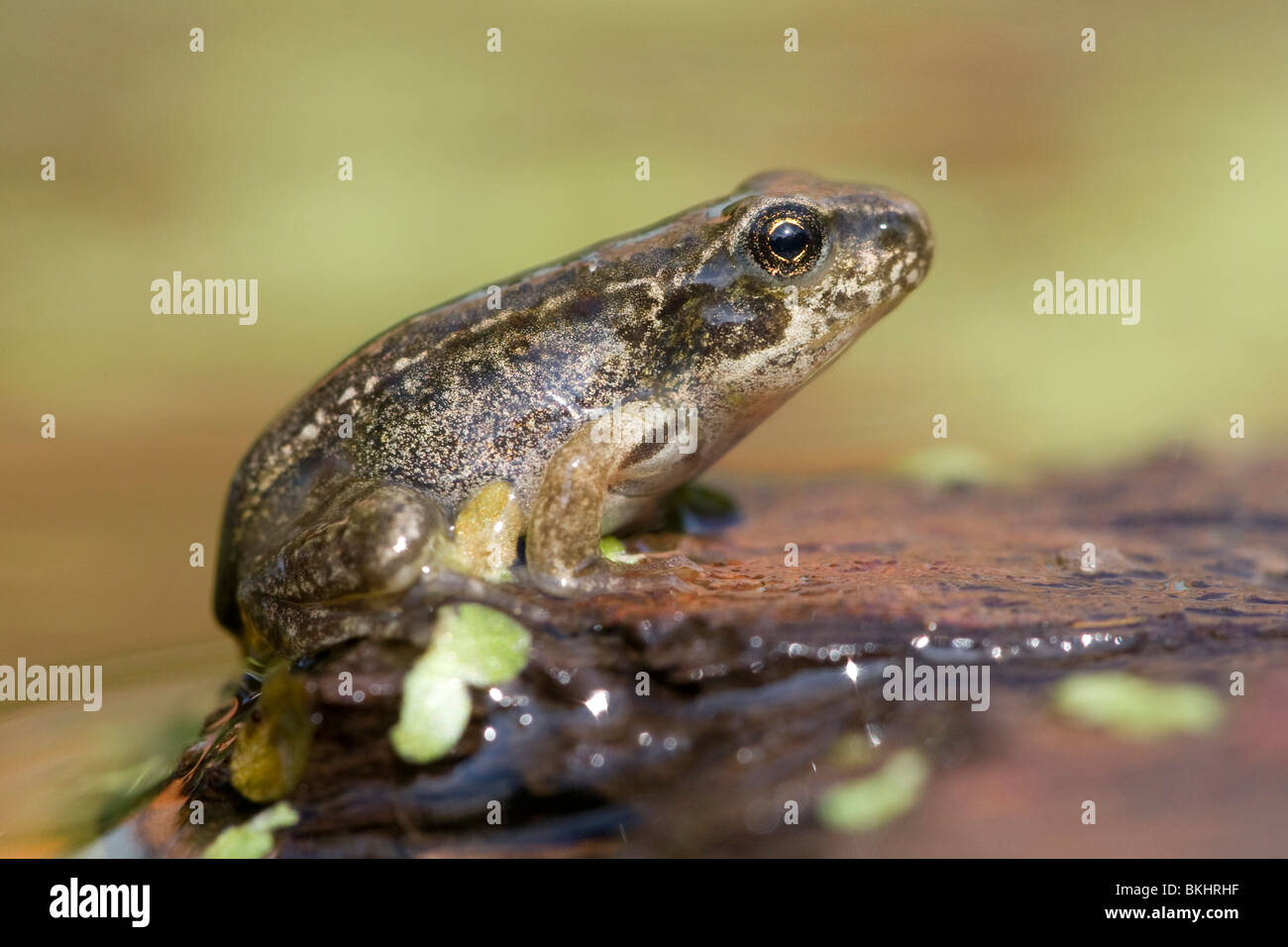 Common Frog (Rana temporaria Stock Photo - Alamy