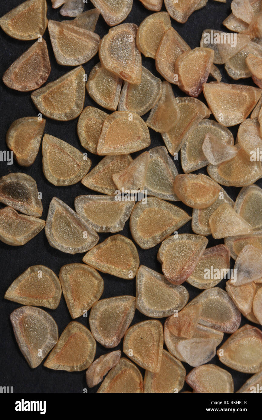 Zaden hi-res stock photography and images - Alamy