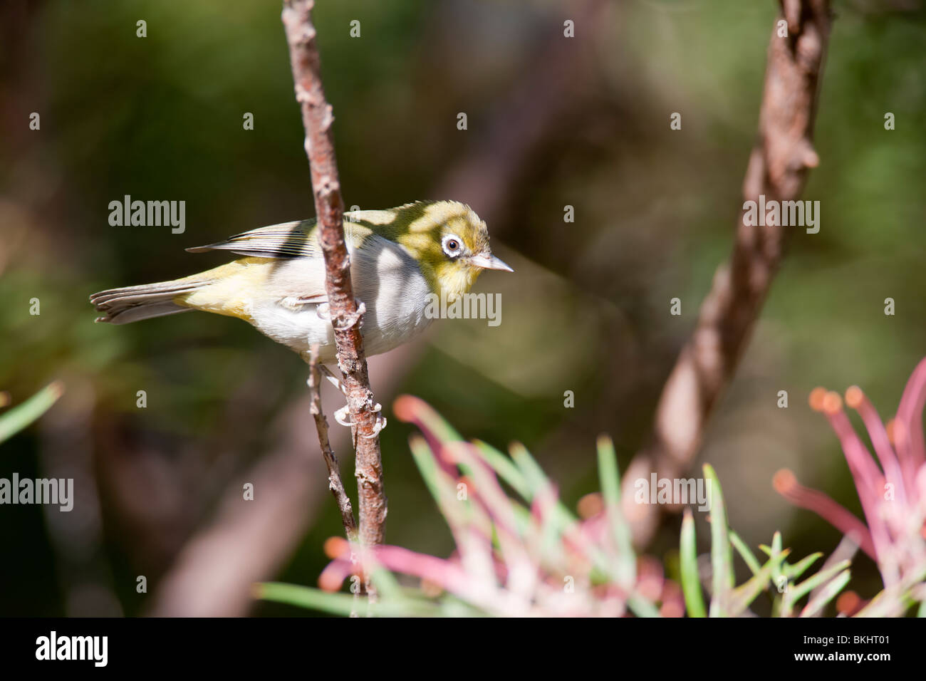 Silvereye zosterops lateralis hi-res stock photography and images - Alamy