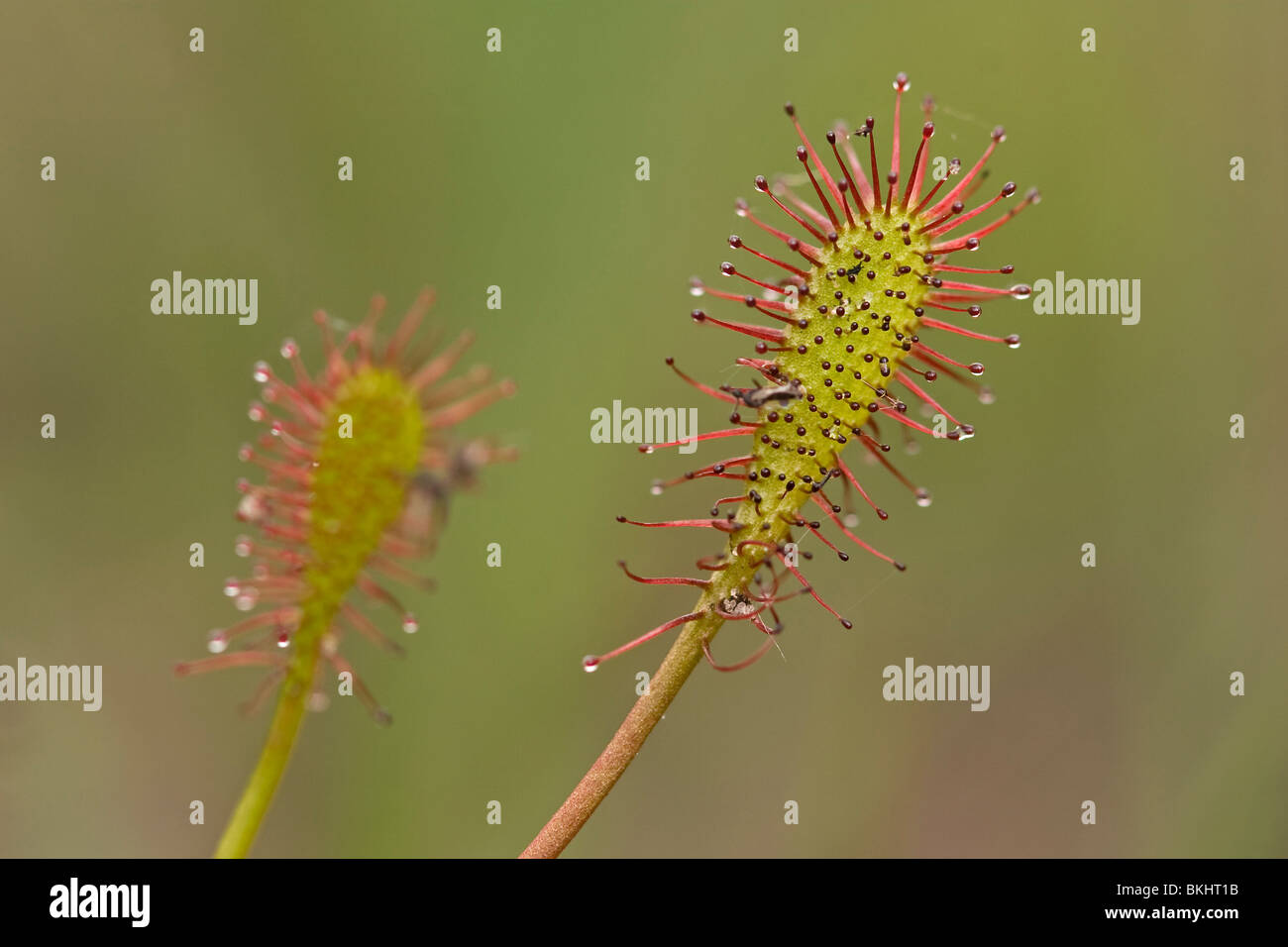 Kleine Zonnedauw; Spatulate-leaved Sundew; Drosera Intermedia Stock ...
