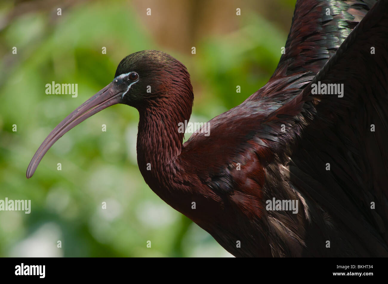 Ibis ibises animal bird hi-res stock photography and images - Alamy