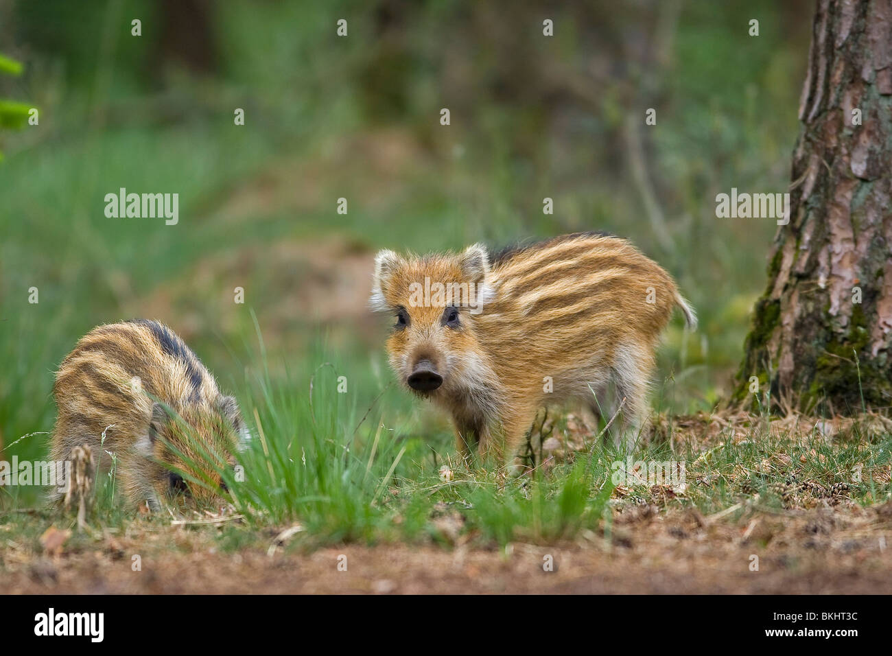 Two pigs hi-res stock photography and images - Alamy