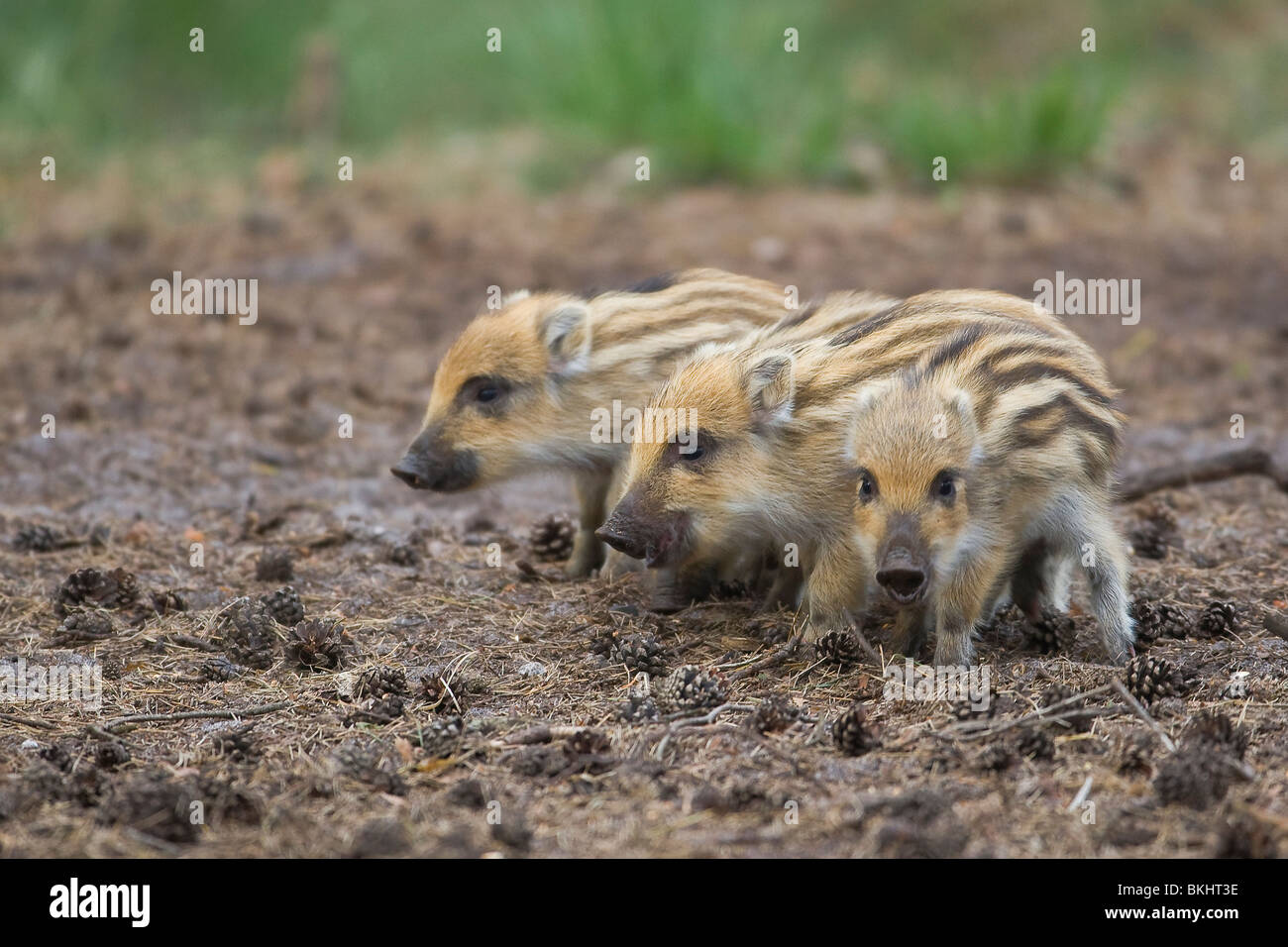 Biggen hi-res stock photography and images - Alamy