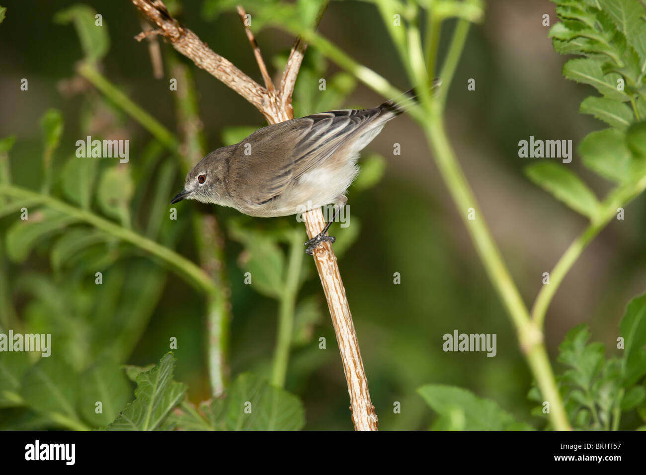 Western Gerygone. Gerygone fusca. Australia Stock Photo - Alamy